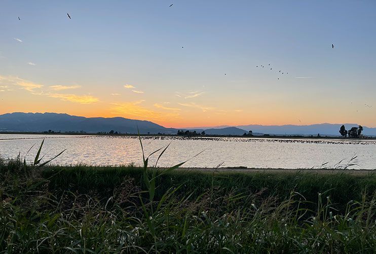 7 imprescindibles que ver y hacer en el Delta del Ebro en 1 o 2 días