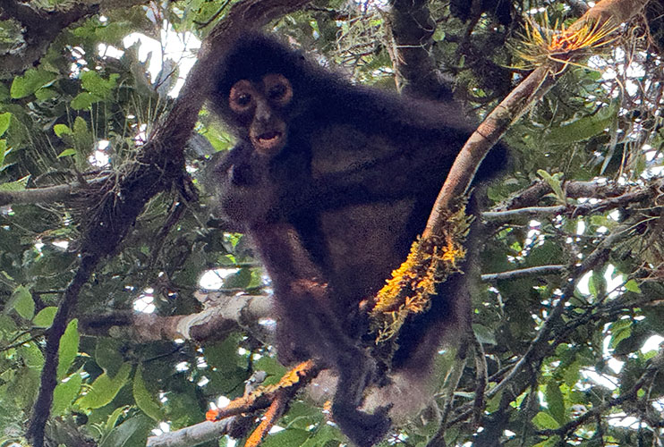 Cómo visitar Yaxha (Guatemala): precio, consejos y tours